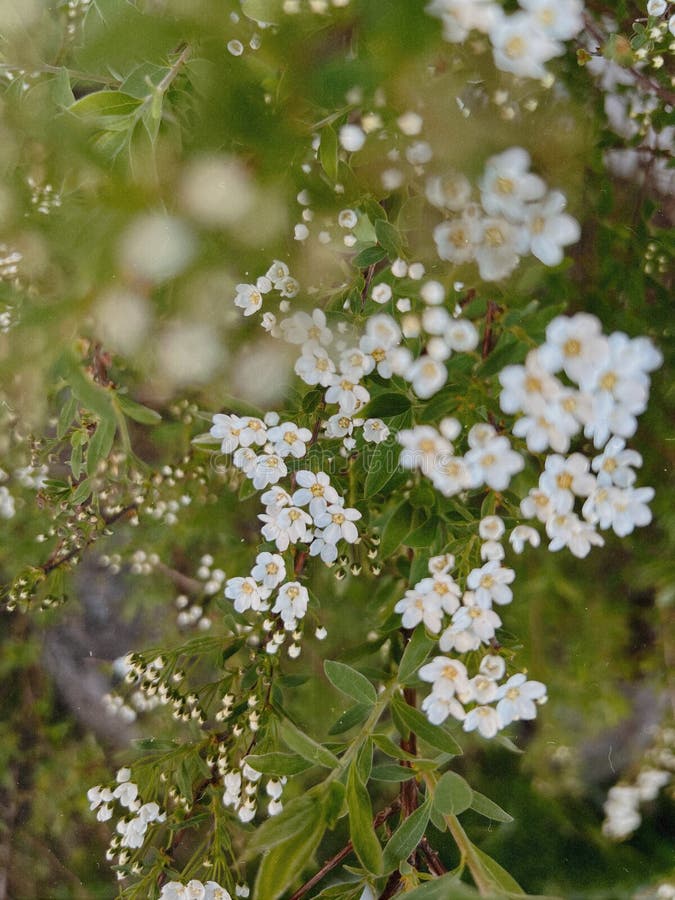 Flower stock image. Image of spring, flower, imagine - 247000241