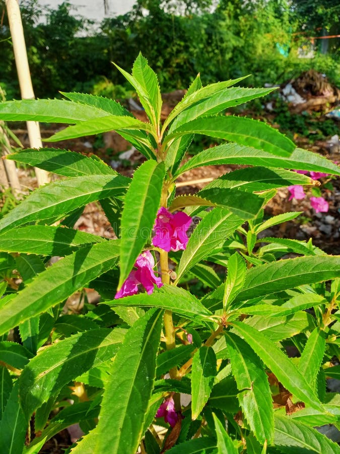 The Flower from Impatiens Balsamina Stock Image - Image of forest ...