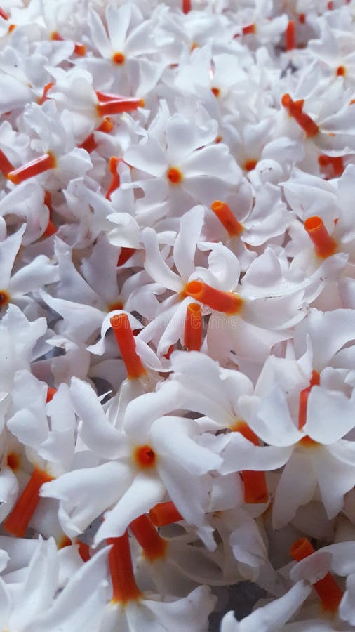 In India it is Called a Pond Pana Great Stock Image - Image of india ...