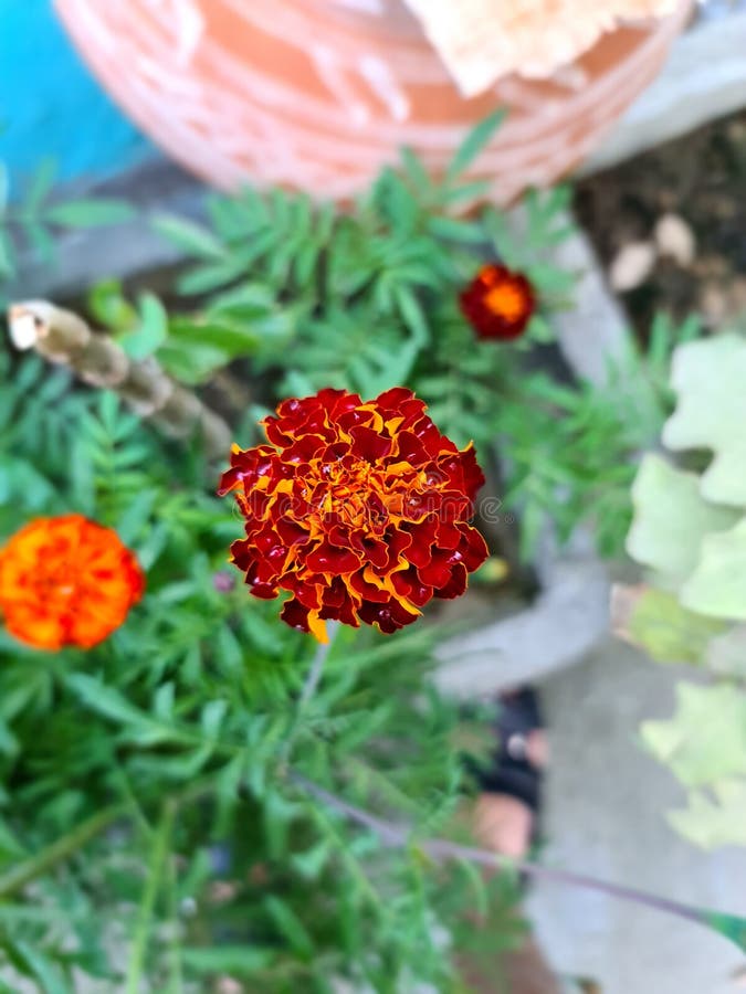 Flower stock image. Image of brown, indian, flower, genda - 176740803