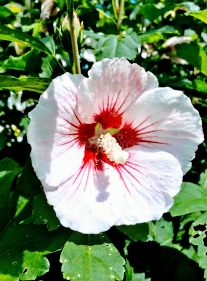 156 Joba Flower Photos - Free & Royalty-Free Stock Photos from Dreamstime