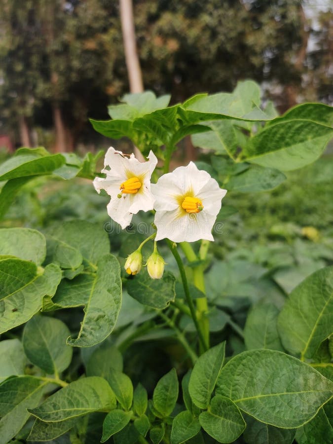 Flower of Indian Potato Plant Stock Image - Image of flower, beautiful ...