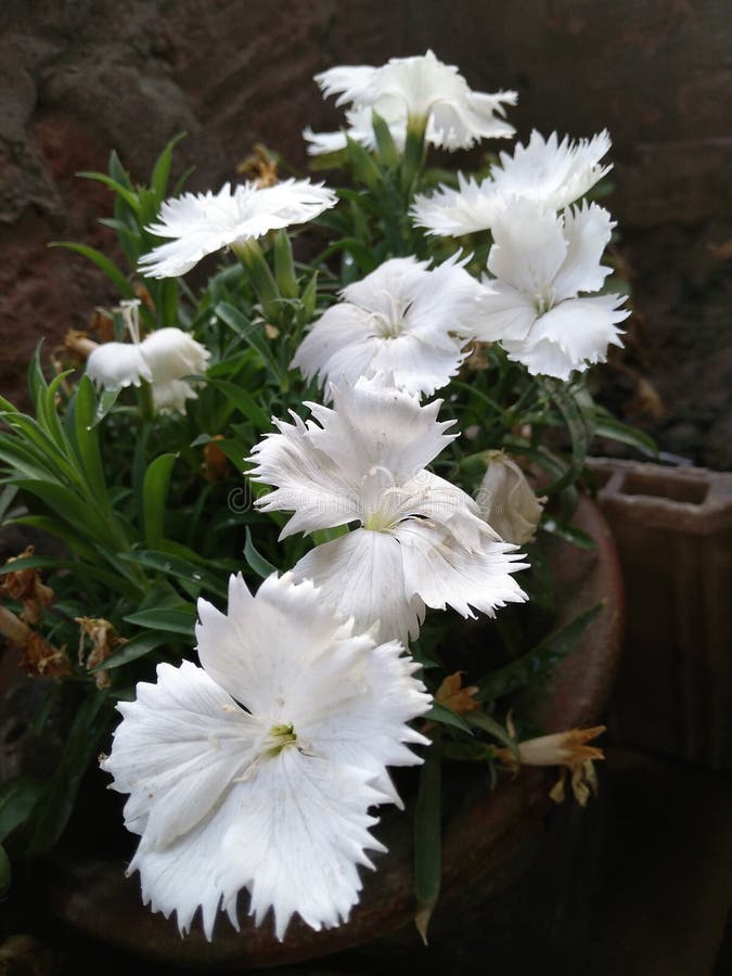 Hgghjj Njjnnm Stock Photos - Free & Royalty-Free Stock Photos from ...