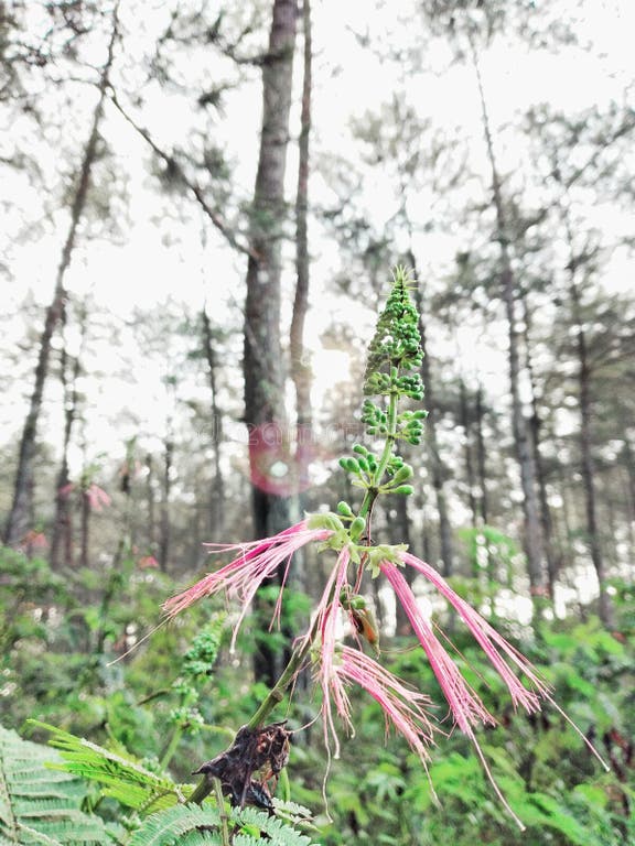 Flower in Indonesia is Kaliandra Stock Image - Image of flower, shrub ...