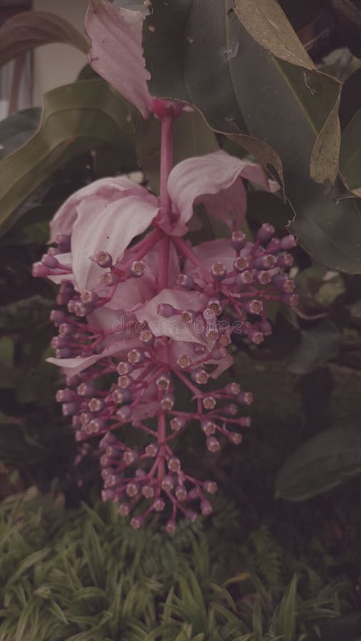 Flower of Indonesia at West Java Viral Trending Stock Image - Image of ...