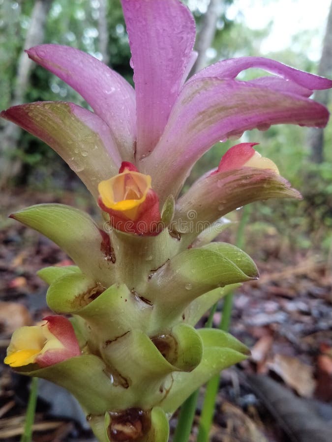 Indonesian Flowers in the Morning Stock Image - Image of flower ...