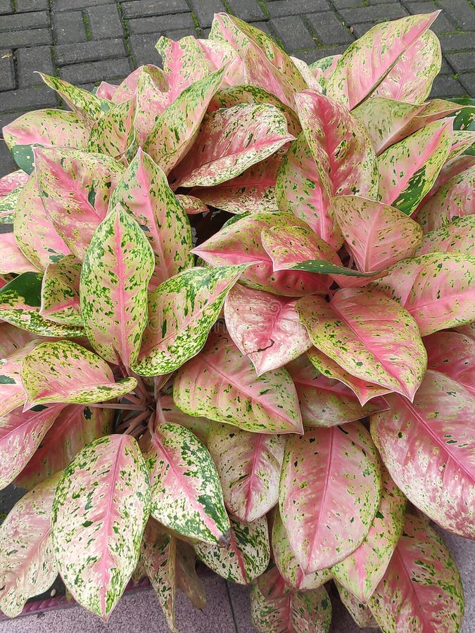 Flower from Indonesian Its Call Bunga Teratai Merah Stock Photo - Image ...