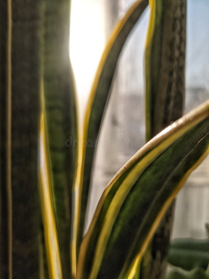 Flower Indoor Plant Hdr Style Green Backlight Sun Stock Image - Image ...