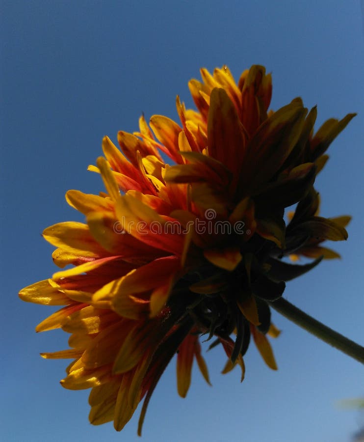 Flower stock image. Image of naturephotography, flower - 86563527