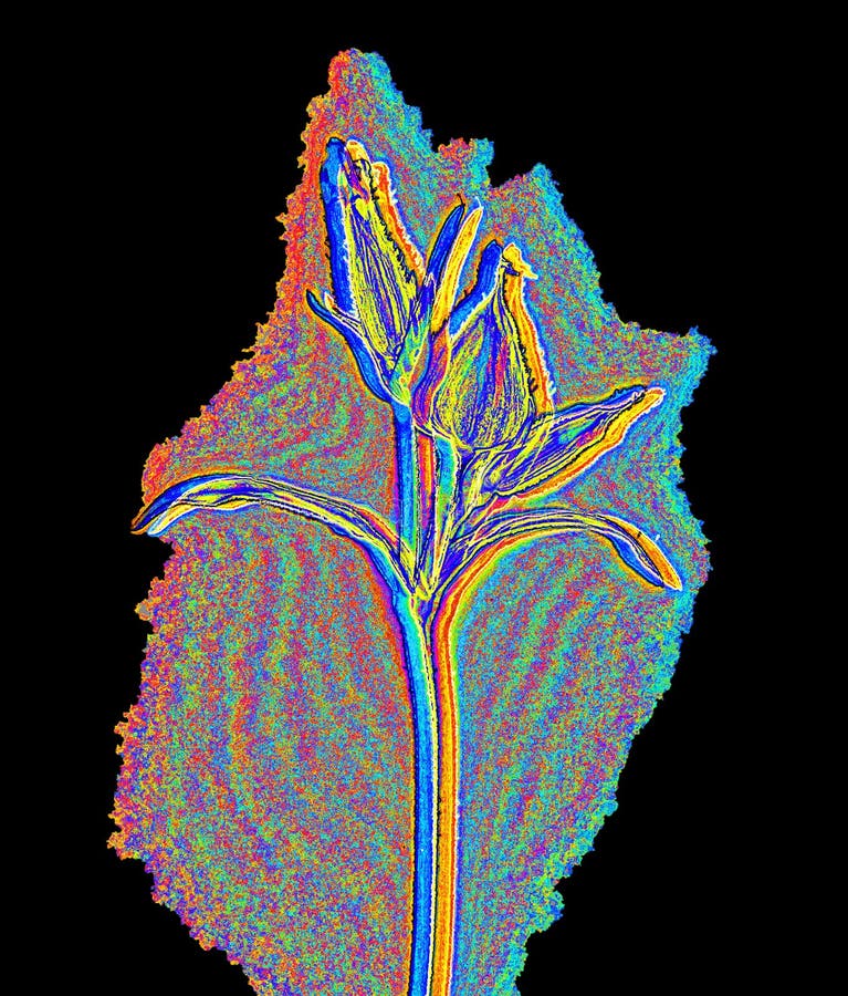 Flower in infrared light stock photo. Image of embossed - 44602088