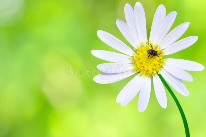 Flower with insect stock photo. Image of insect, beautiful - 20083254