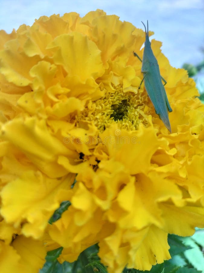 Flower with insect stock image. Image of food, flower - 241769115