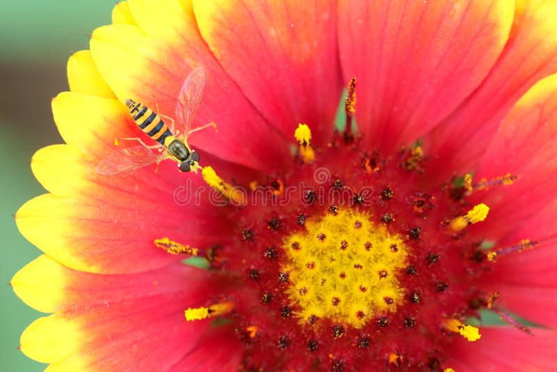 Flower and insect stock photo. Image of blossom, bugs - 25811974