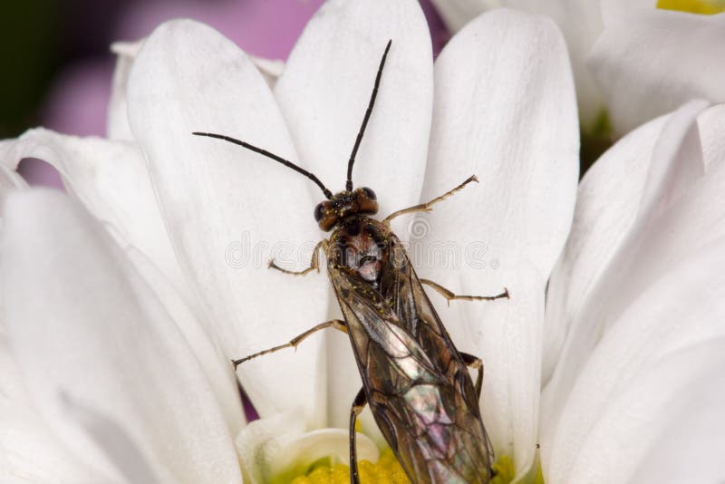 Flower with insect stock photo. Image of nature, sunlight - 71368080