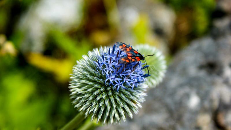 Flower and Insect Blurres Background Stock Photo - Image of insect ...
