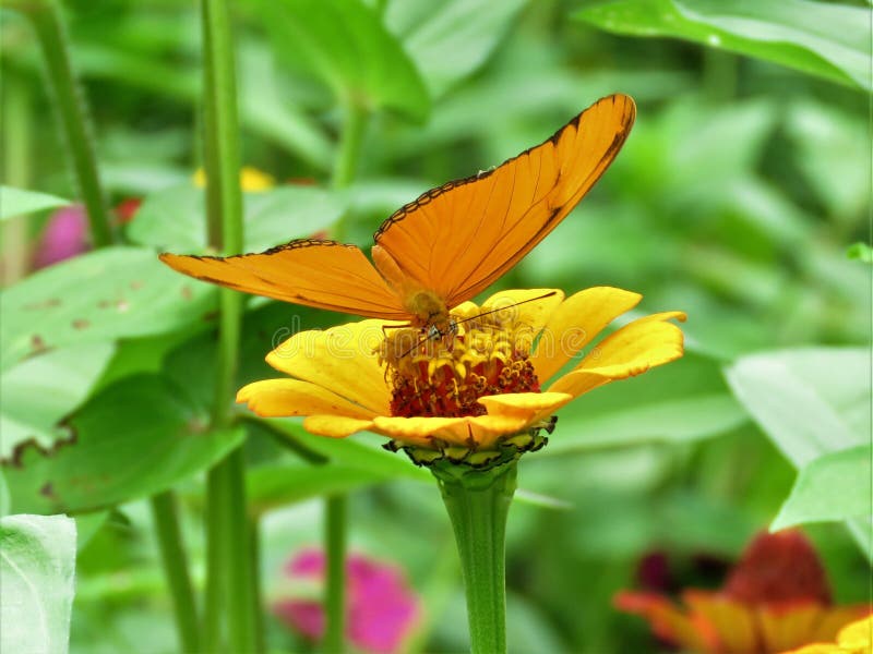 Butterfly, Nectar, Flower, Insect Picture. Image: 134765064