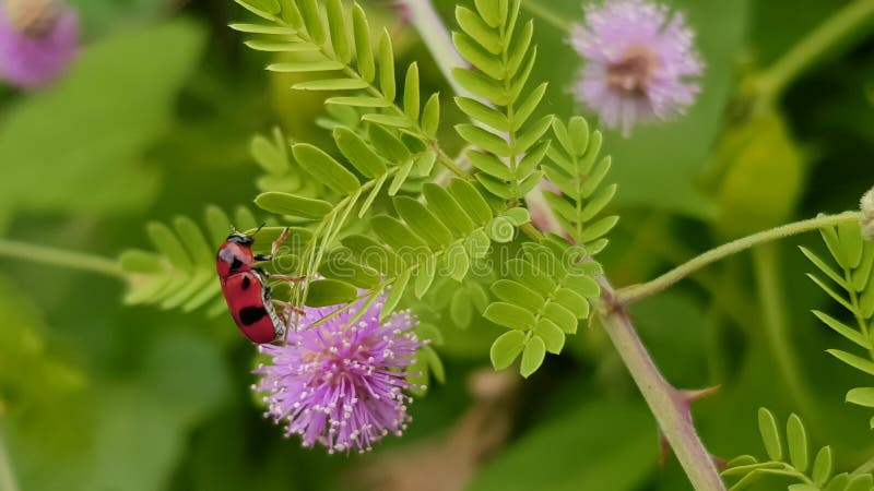 Flower with insect image stock image. Image of wildflower - 193186131