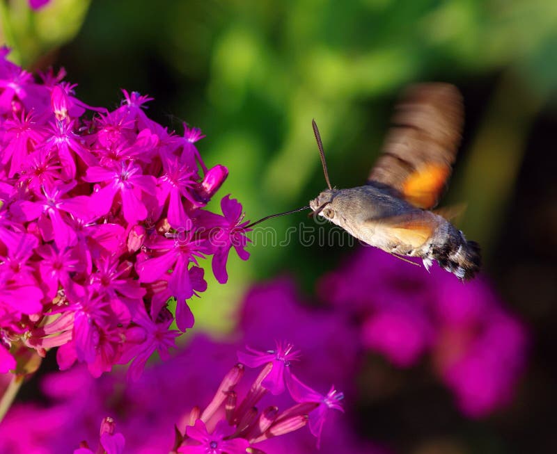 Flower and insect stock photo. Image of flora, forest - 31647872
