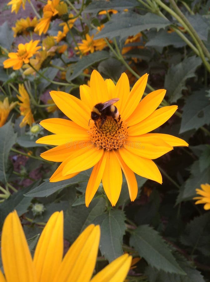 Flower with insect stock photo. Image of splendor, insect - 106069780