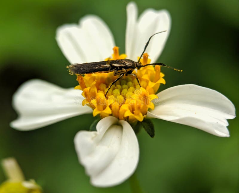 Flower and insects stock image. Image of green, insects - 174598771