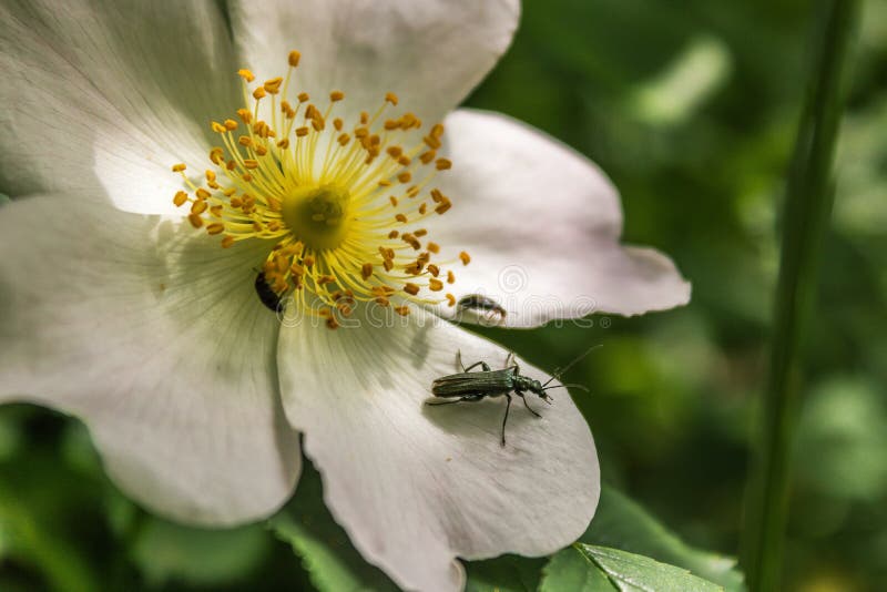 Flower with Insects in the Forest Stock Photo - Image of freshness ...