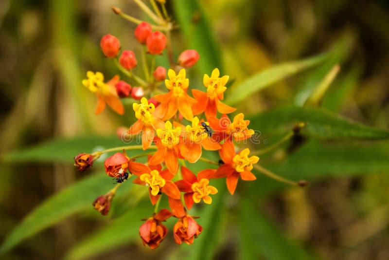 Flower and insects stock image. Image of ecosystems - 151443145