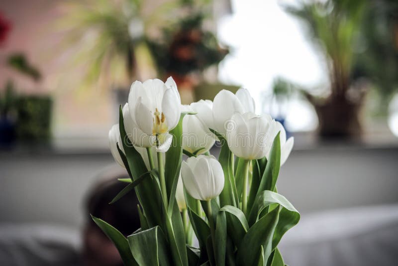 Flower inside the house stock photo. Image of dresser - 88028598
