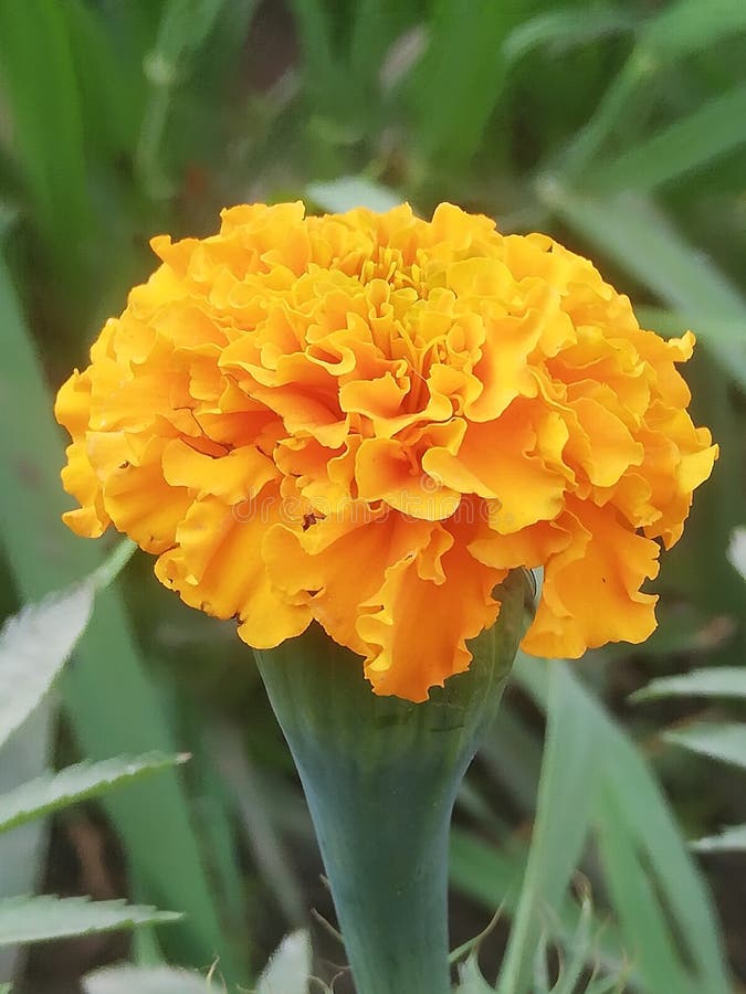 Flower inside of my house stock photo. Image of inside - 215555254