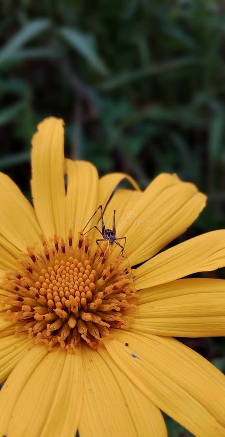 Flower Interest Predator stock photo. Image of nature - 261766766