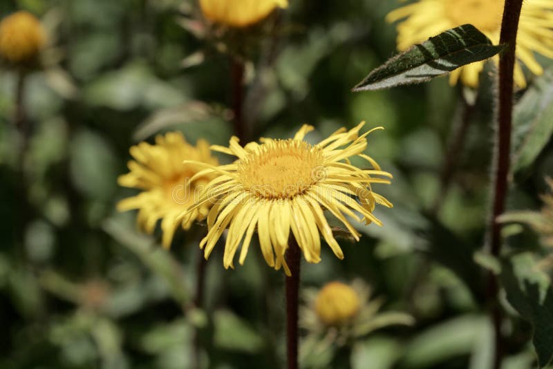 Flower of Inula hirta stock image. Image of bokeh, background - 151071277