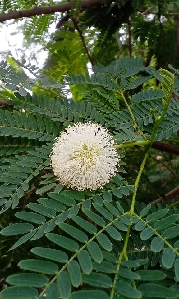 A ipil tree s flower. stock image. Image of ipil, beautifully - 260776287