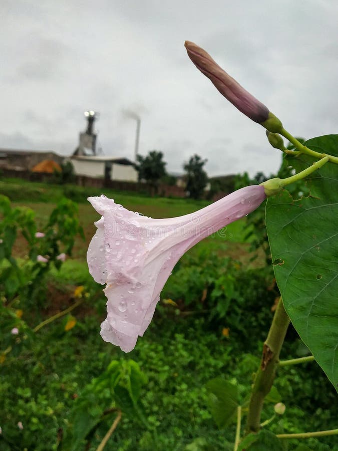 The Flower of Ipomoea Carnea. Stock Image - Image of carnea, leave ...