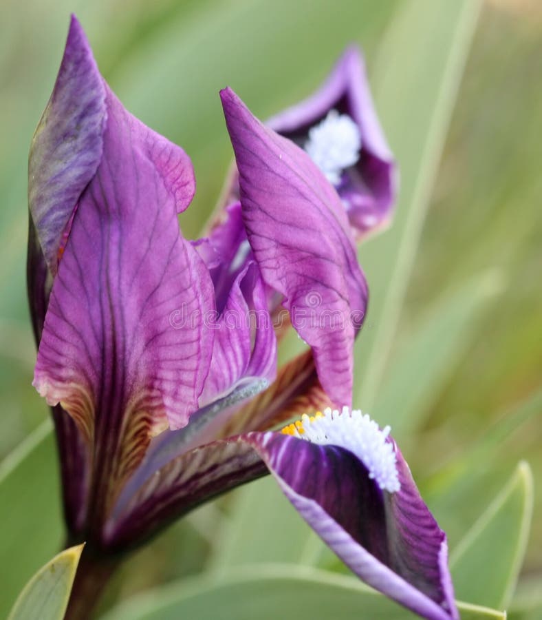 Flower of an iris stock photo. Image of beauty, pollen - 12941142