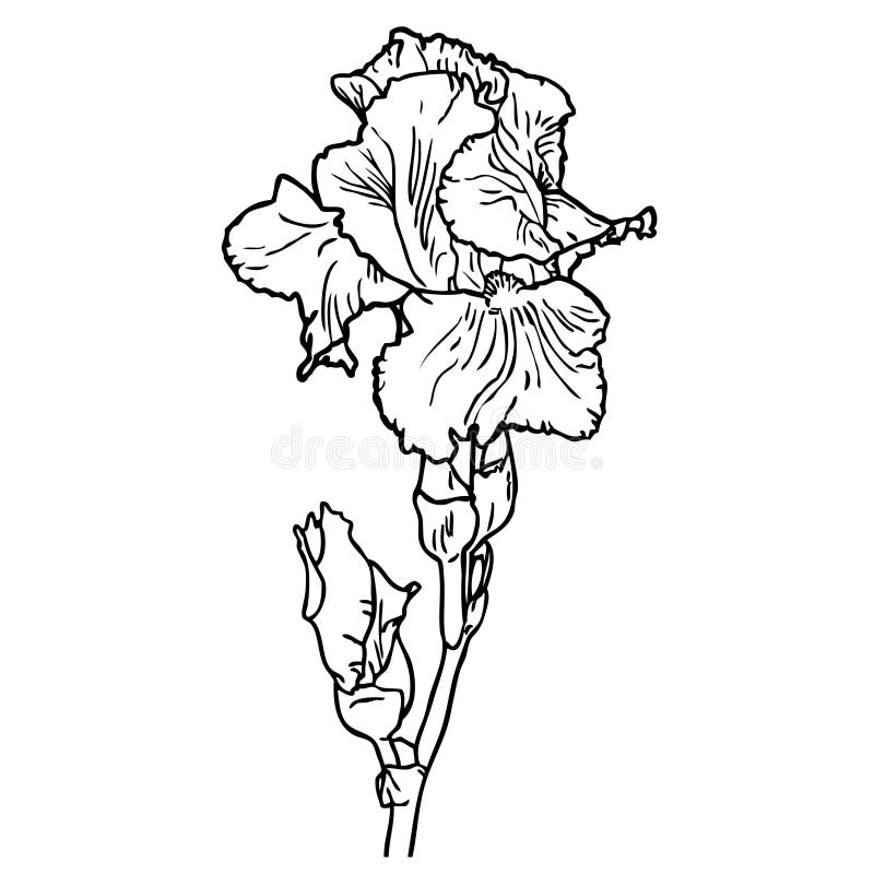 Iris Line Drawing Stock Illustrations – 2,021 Iris Line Drawing Stock ...