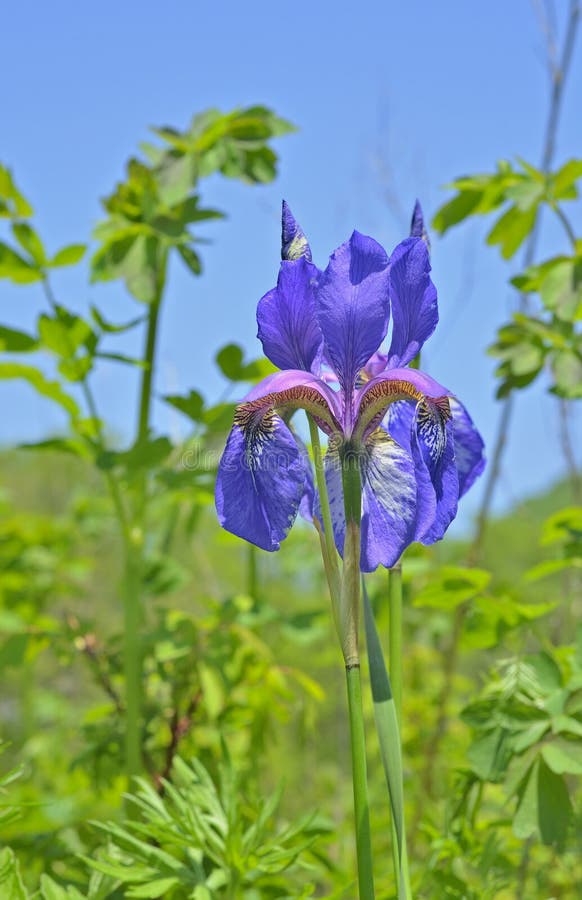 Iris setosa stock image. Image of thickets, yakutia, stems - 78413383