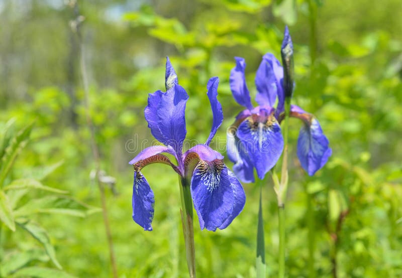 Wild Iris Flower in Alaska stock photo. Image of muskeg - 22059306