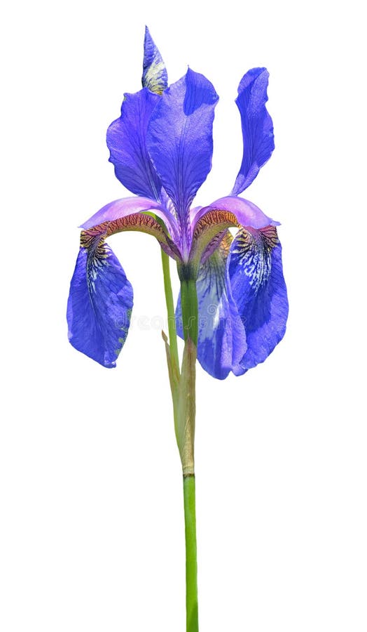 Flower of Iris (Iris Setosa) 12 Stock Photo - Image of nature, beauty ...