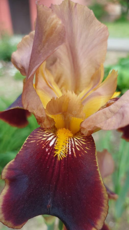 Flower iris red stock photo. Image of yellow, wildflower - 274469026