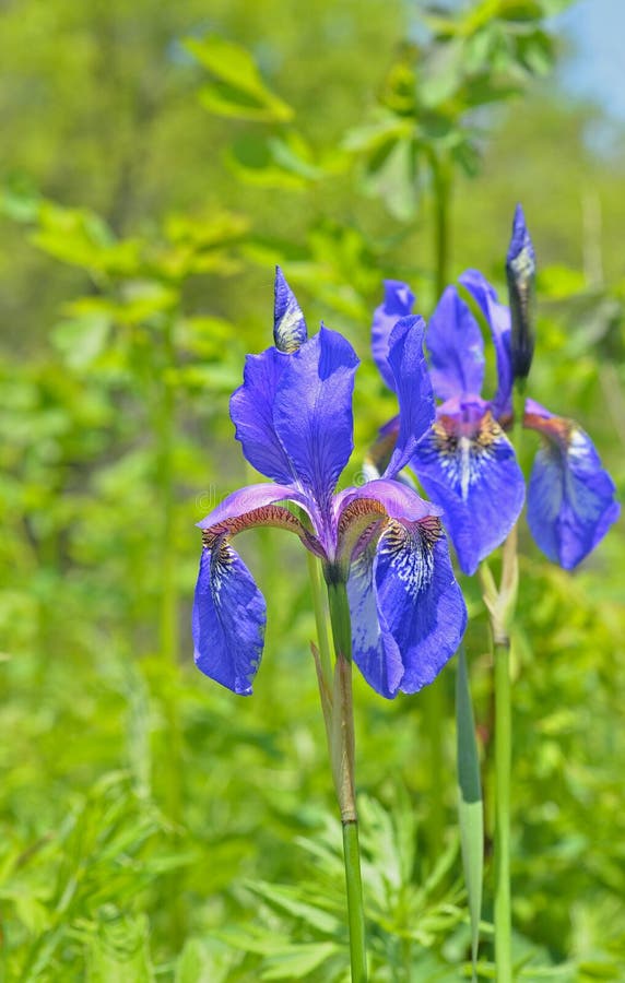 Flower of Iris Iris Setosa 1 Stock Image - Image of pretty ...