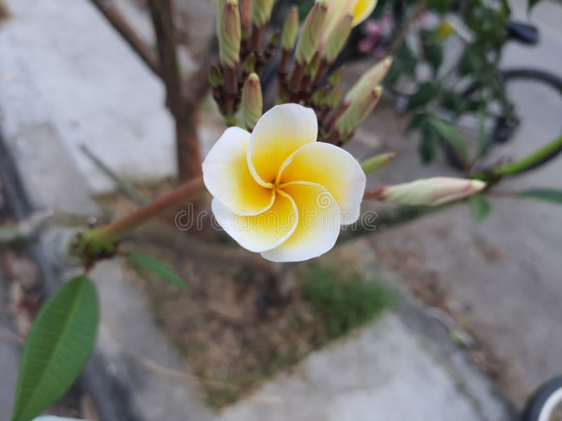 A Flower on the Island in the Middle of the Road Blooming in the ...