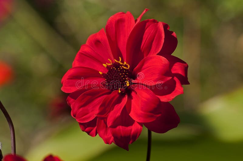 Flower isolated stock photo. Image of petals, marigold - 16040682