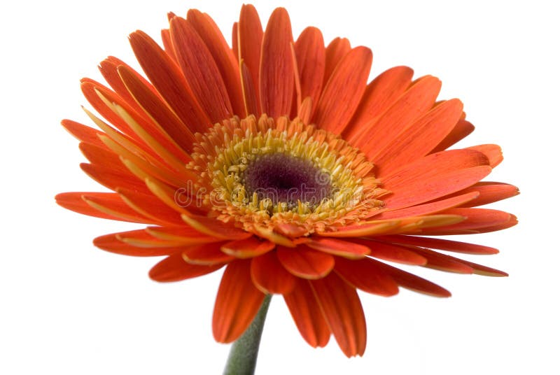 Flower Isolated stock image. Image of beauty, yellow, white - 1931165