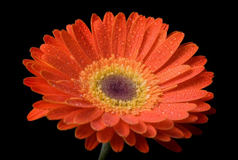 Flower Isolated stock image. Image of isolated, orange - 1949459