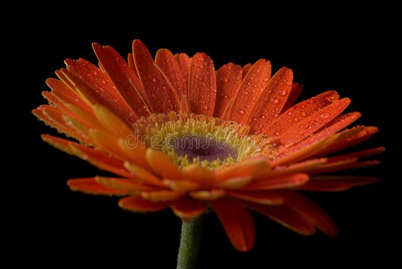 Flower Isolated Picture. Image: 1949525