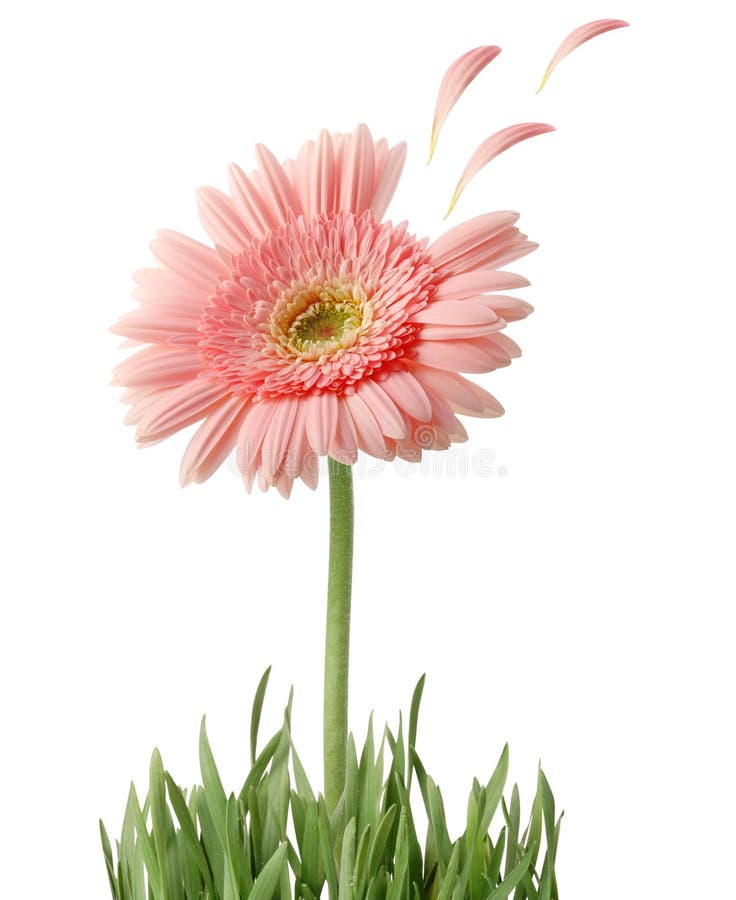 Flower Isolated - Clipping Path Stock Photo - Image of blossom, beauty ...