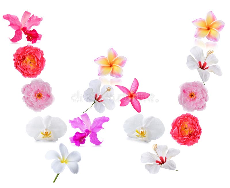 Flower Isolated on White Background Stock Photo - Image of decoration ...