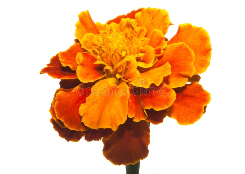 Flower Isolated on White Background Stock Photo - Image of blooming ...