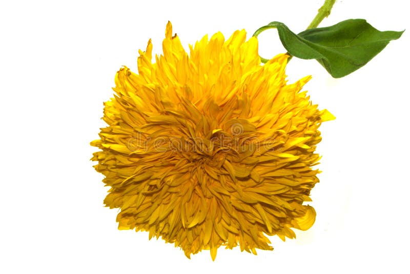 Flower Isolated on White Background Stock Photo - Image of beauty ...