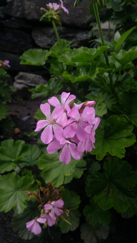 Flower stock photo. Image of water, flower, rest, beautiful - 121224950