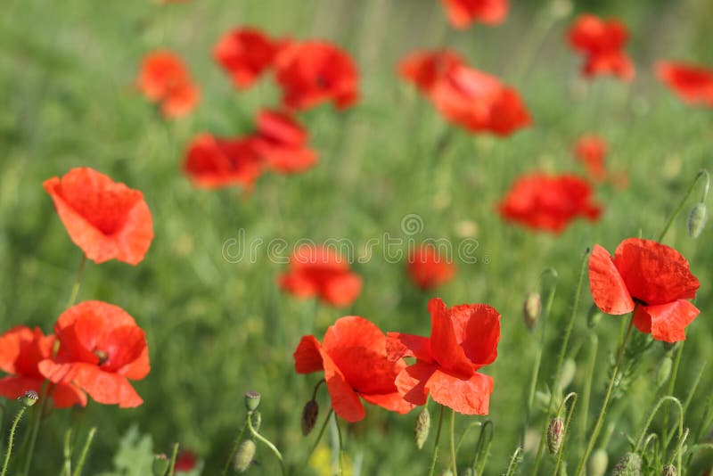 Red Poppy. Beautiful Flowers Bloom on the Terrace. Stock Photo - Image ...